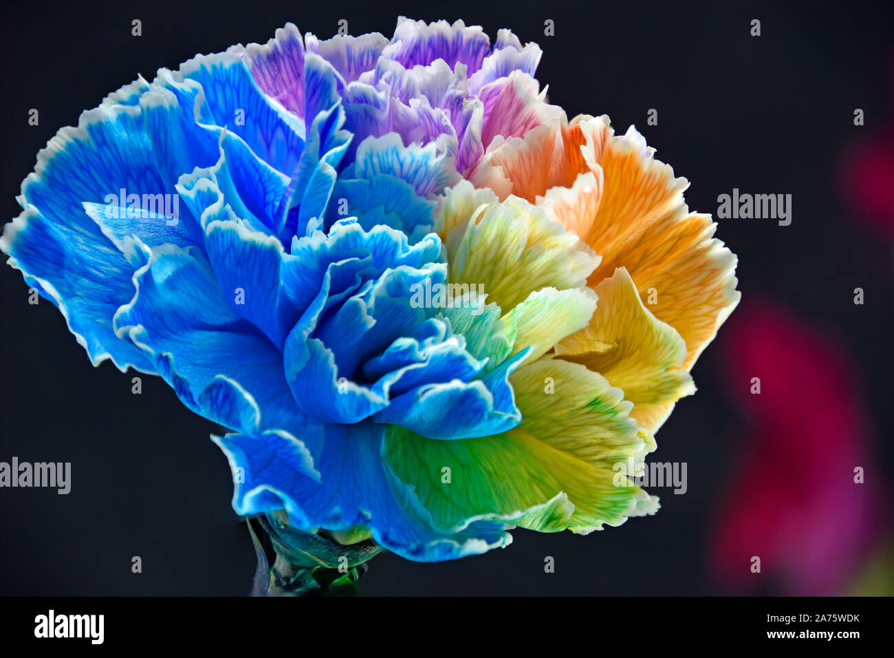 Colorful Rainbow Carnations Close Up showing the delicate veins in each ...