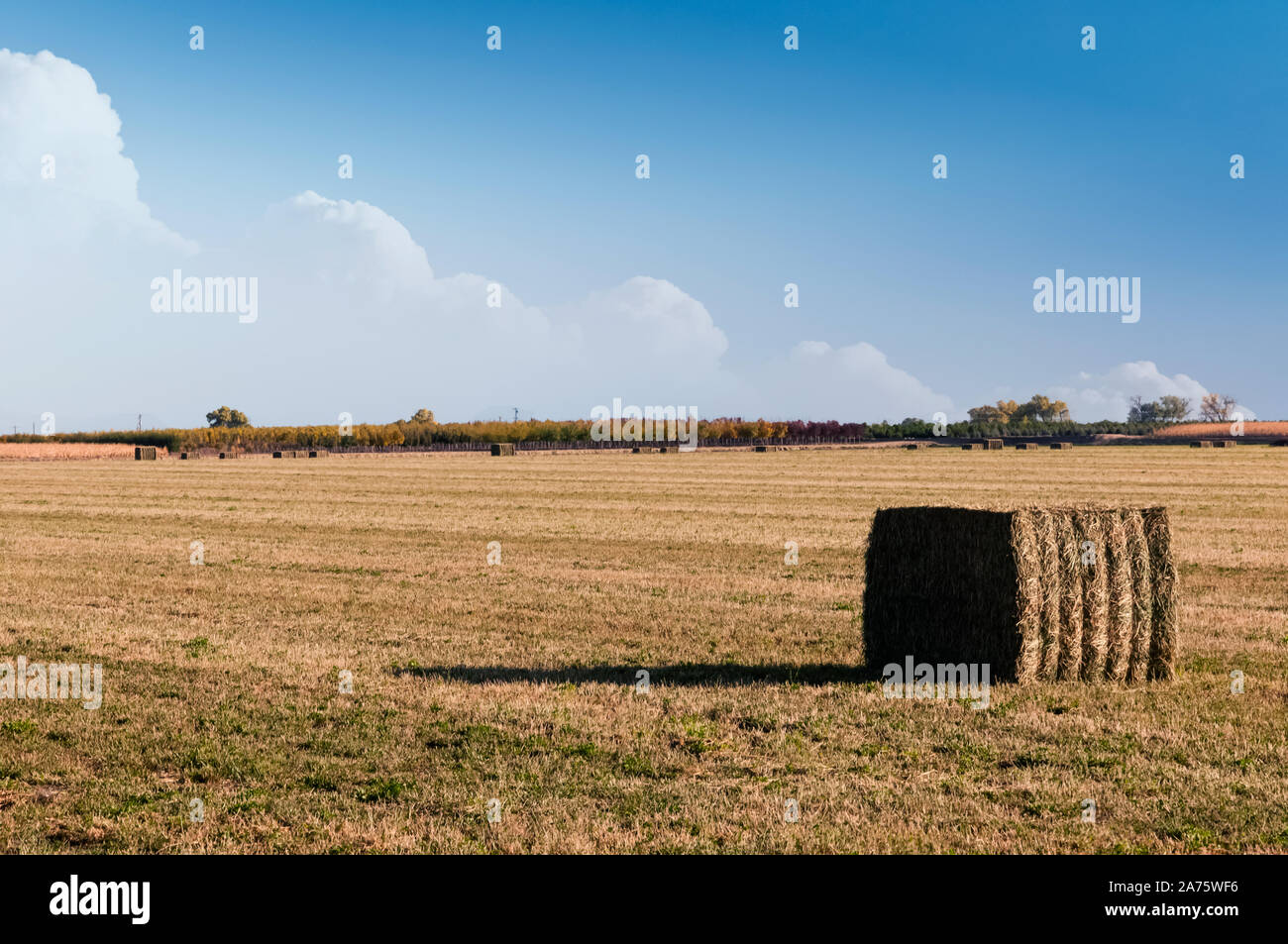 Hayfield with bales ready to be picked up and stacked Stock Photo - Alamy