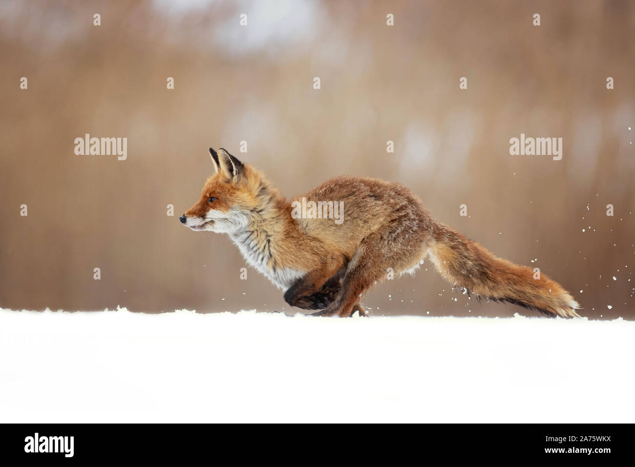 Little red fox lake hi-res stock photography and images - Alamy