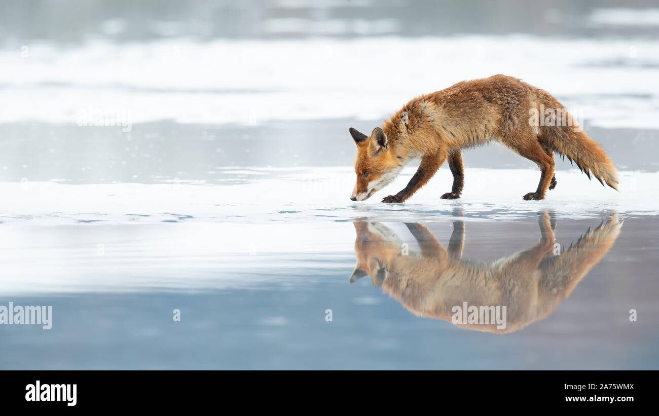 Red fox taken during last winter in Czech Republic Stock Photo - Alamy