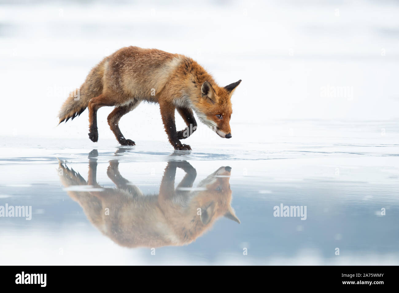 Little red fox lake hi-res stock photography and images - Alamy