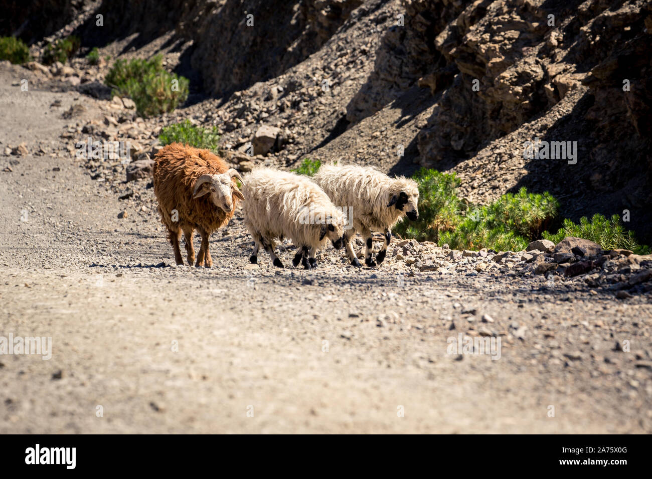 Sheep oman hi-res stock photography and images - Alamy