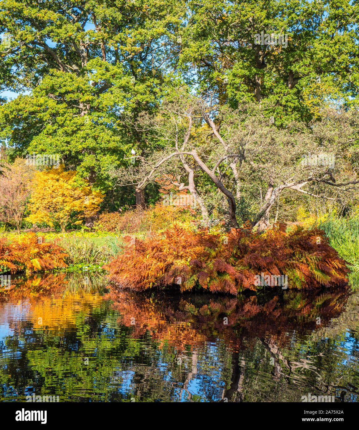 Autumn Colours, Trees and Ferns, The Royal Landscape, The Savill Gadens ...