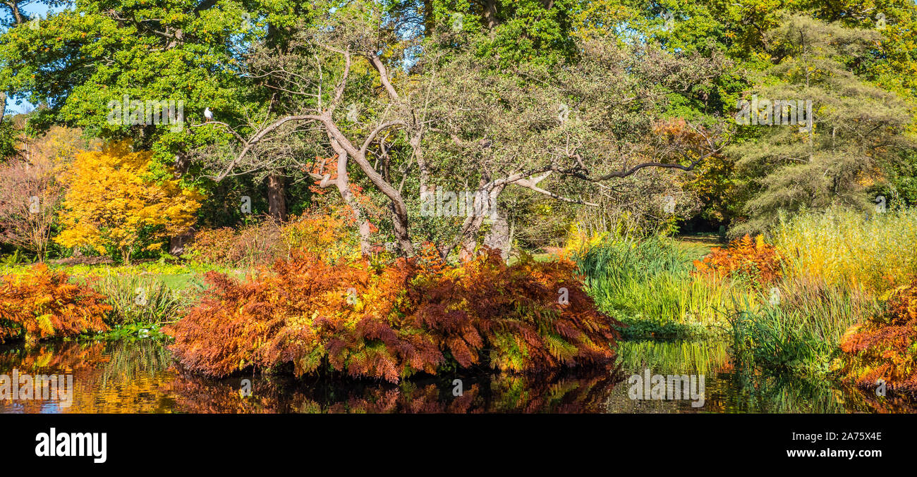 Autumn Colours, Trees and Ferns, The Royal Landscape, The Savill Gadens ...