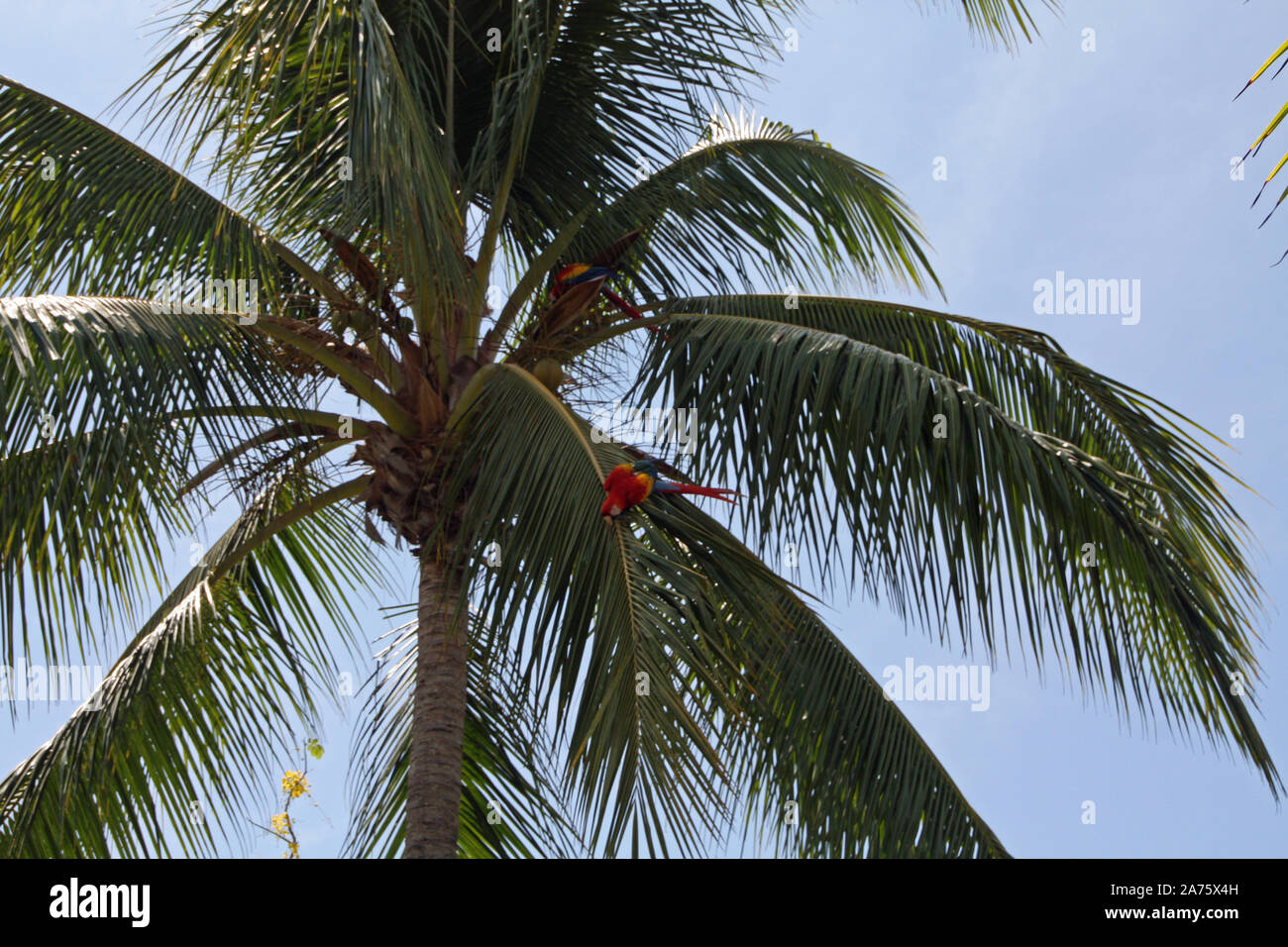 Palm crown hi-res stock photography and images - Alamy