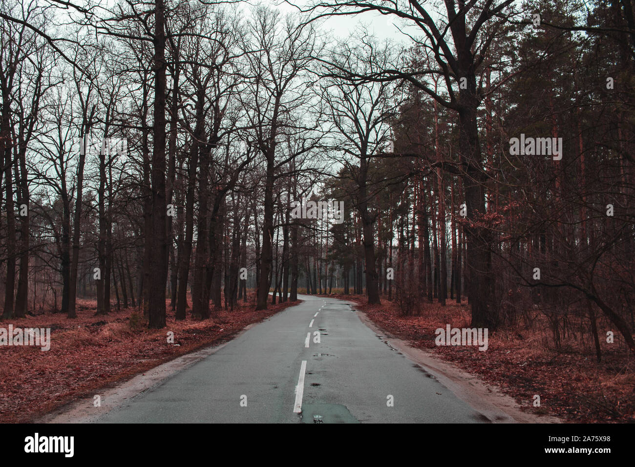 Trees without foliage. The road passing through the forest. Gray, dark ...