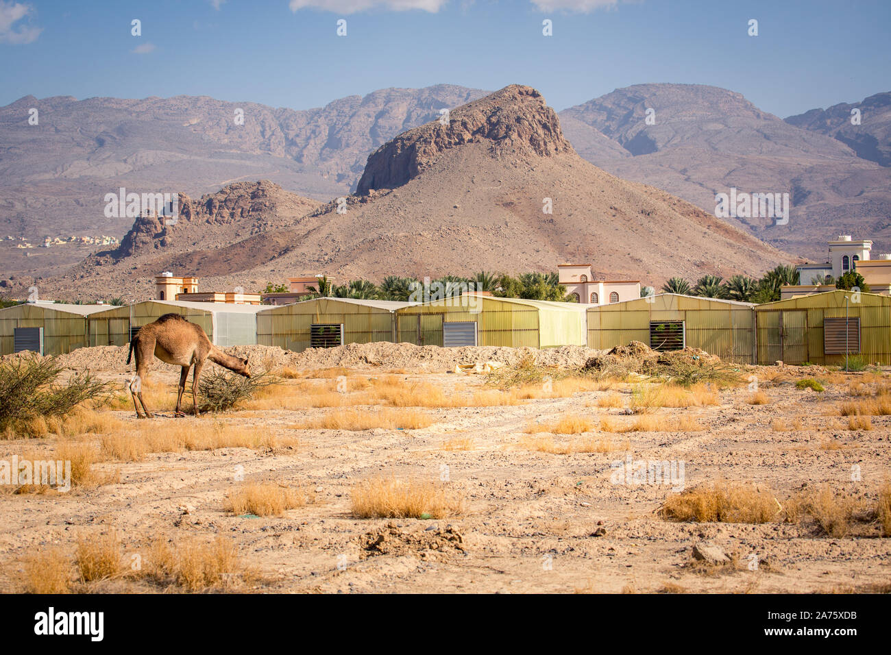 Farming in Al Hajar Mountains, Oman Stock Photo - Alamy