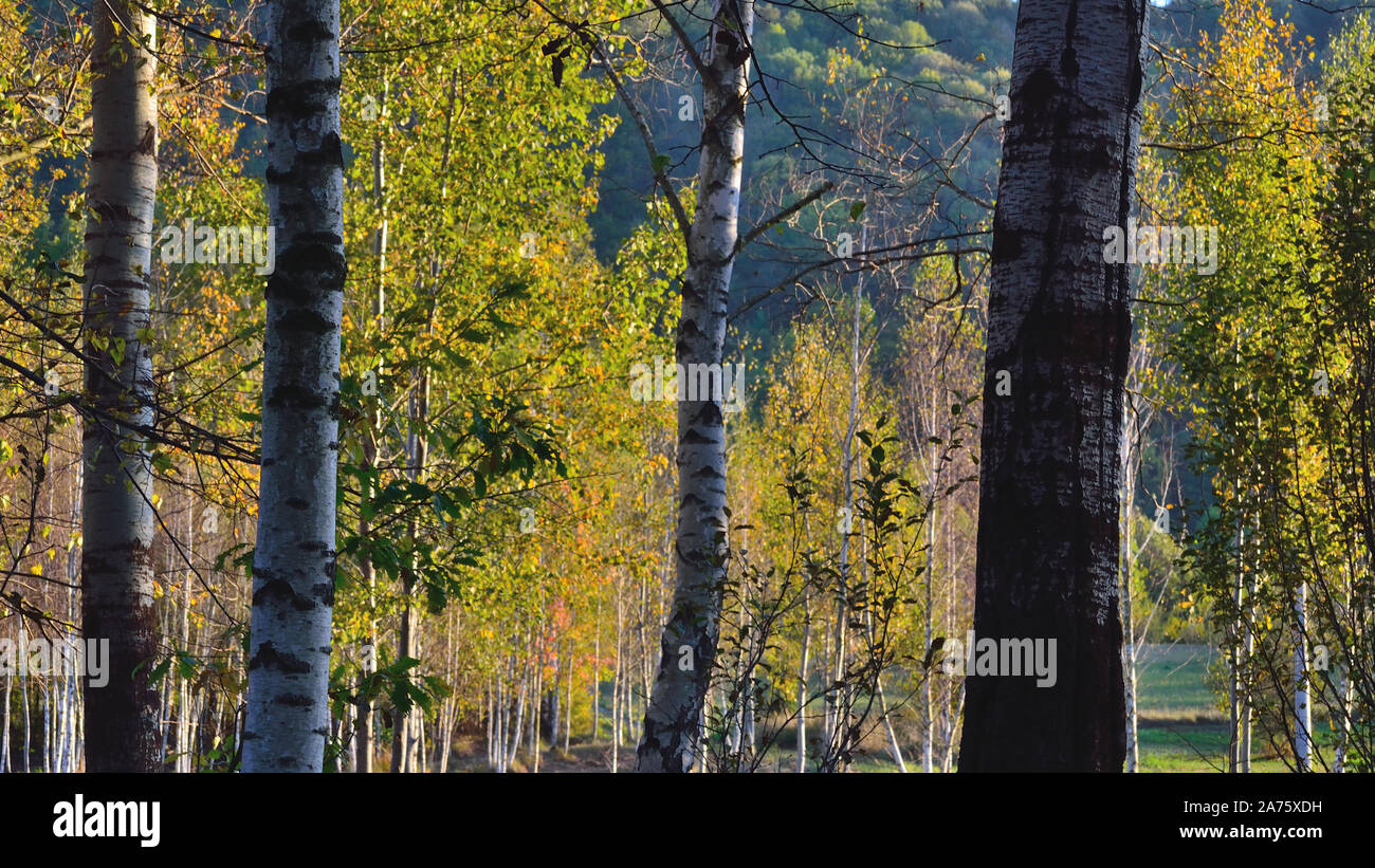 Silver birch forest hi-res stock photography and images - Alamy