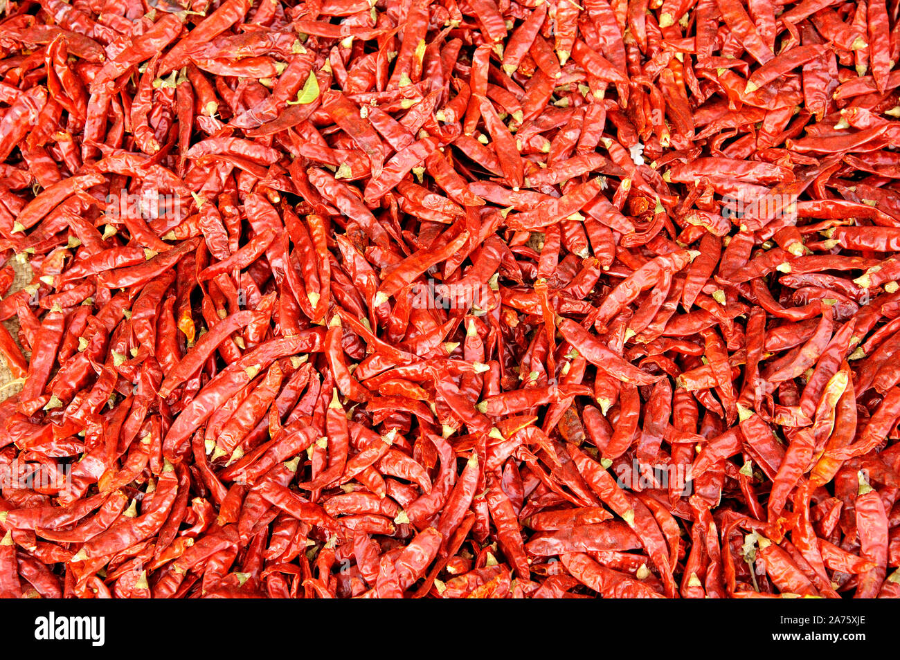 Kashmiri chilli plant hi-res stock photography and images - Alamy