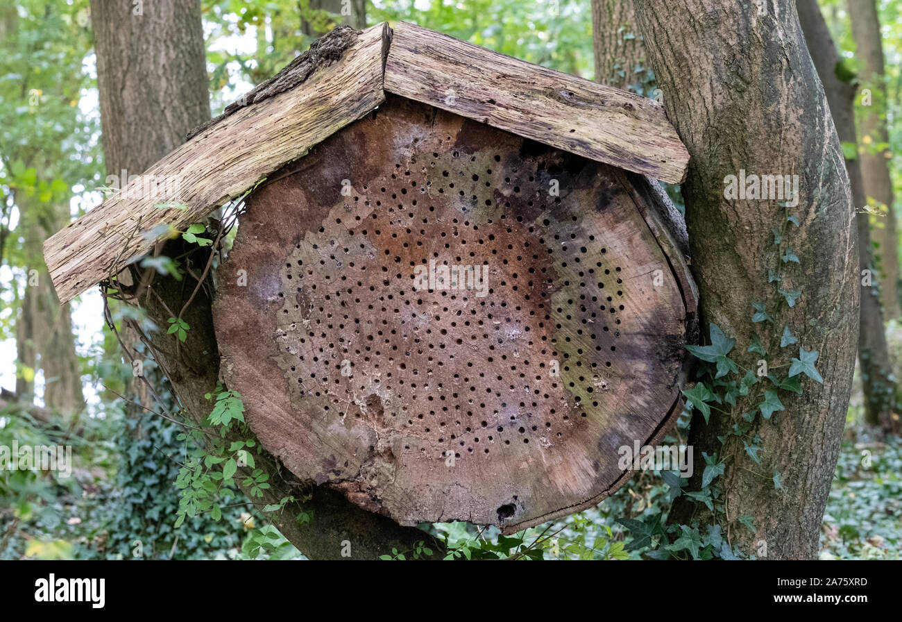 Insect house or bug hotel, made out of tree trunk with roof suspended ...