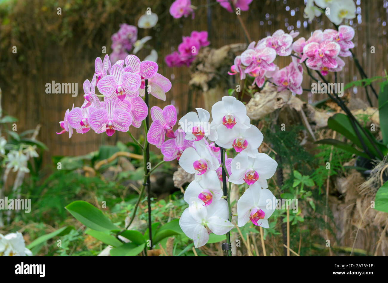 Different exotic Orchids grow and bloom in the tropical garden ...