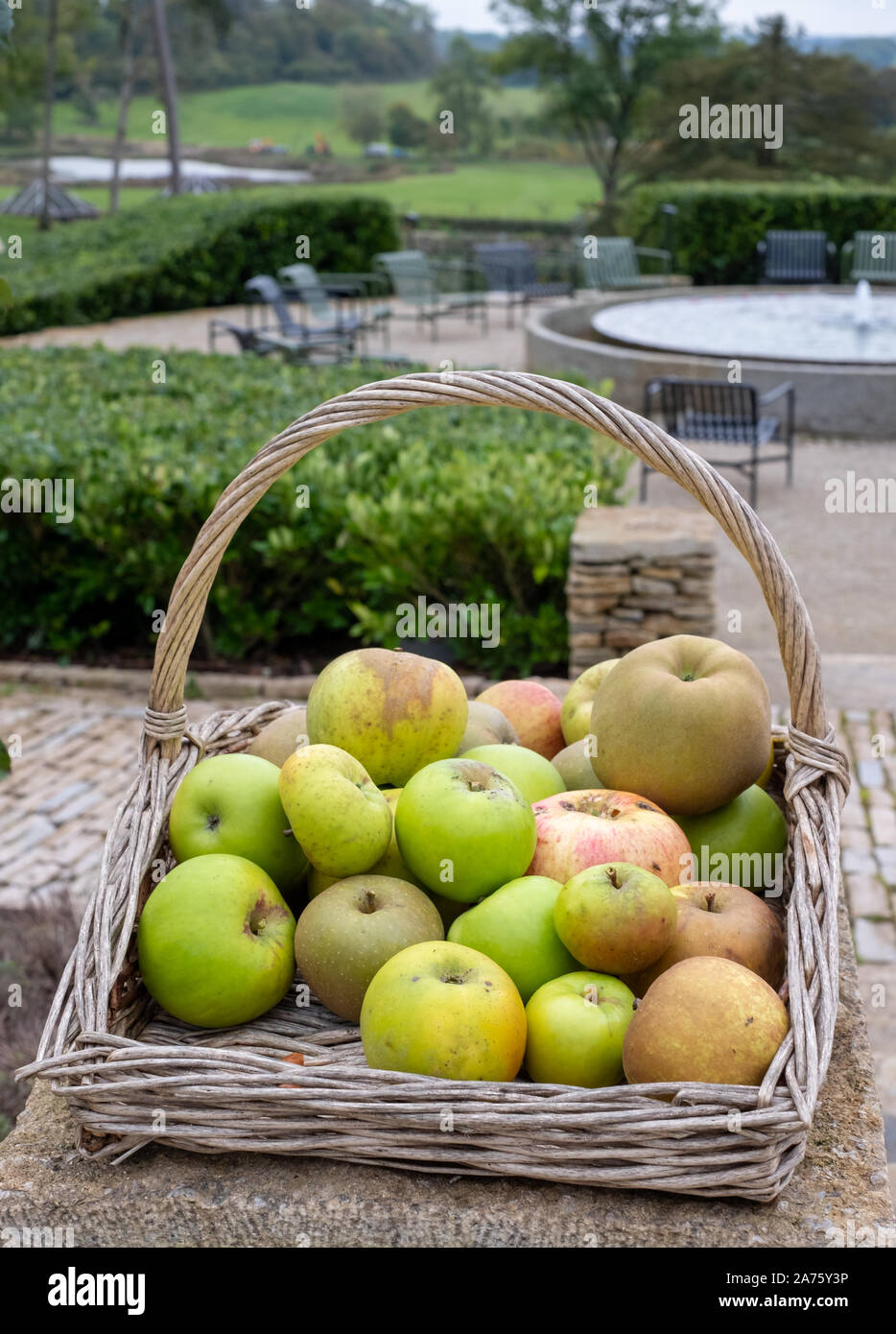 Basket of apples in the garden at historic Hadspen House set in a ...