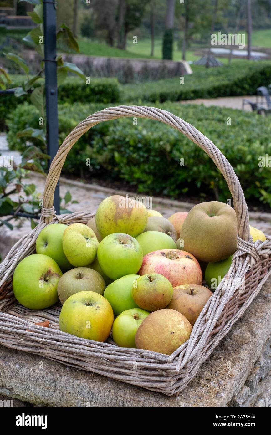 Basket of apples in the garden at historic Hadspen House set in a ...