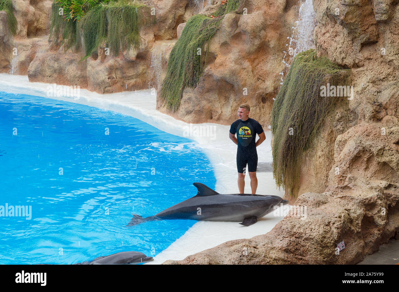 Puerto de la Cruz, Tenerife,Spain- JUNE 29, 2018: Loro Parque dolphin ...