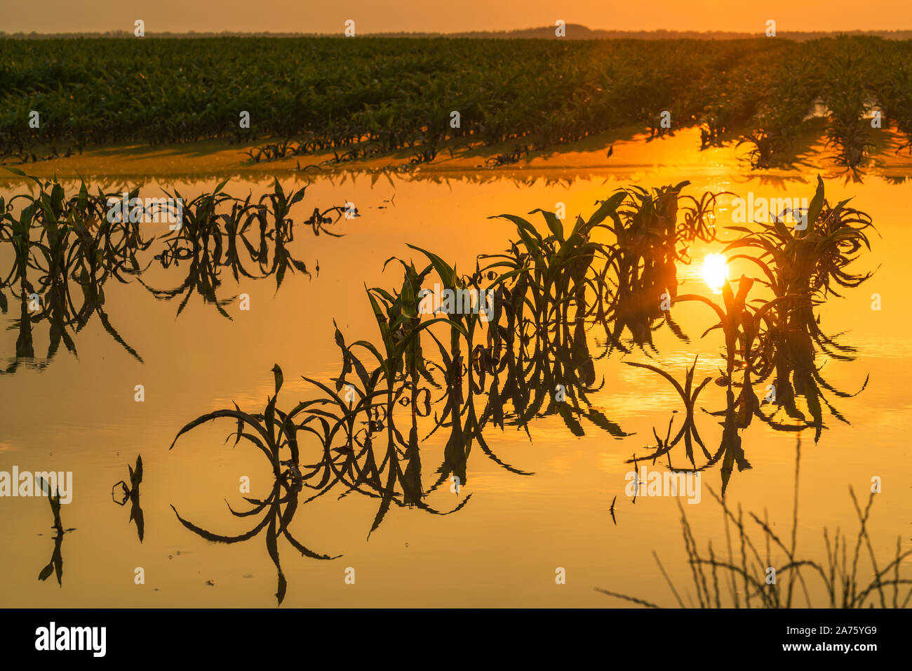 Flooded young corn field plantation with damaged crops in sunset after ...