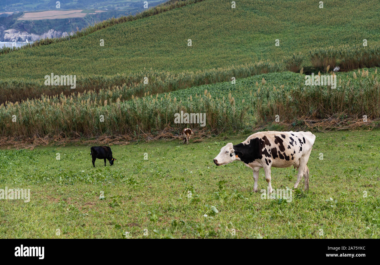 A picture of a grazing cow Stock Photo - Alamy
