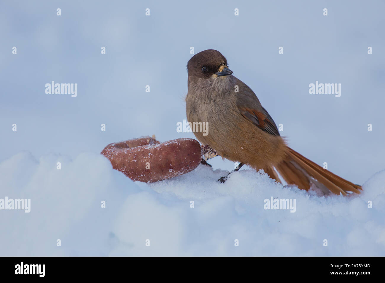 Sedentary birds hi-res stock photography and images - Alamy