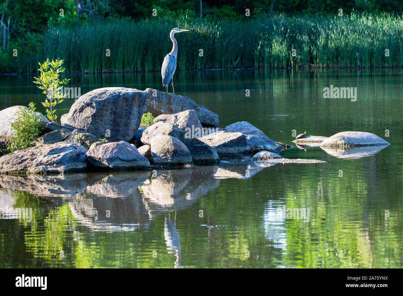 Turtle rocks hi-res stock photography and images - Alamy