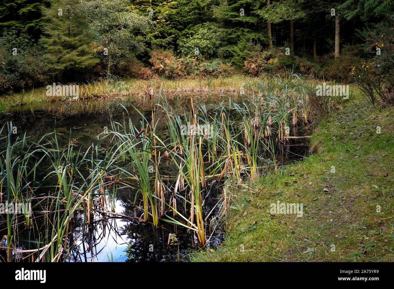 Reeds growing in a small pond in a woodland Stock Photo - Alamy