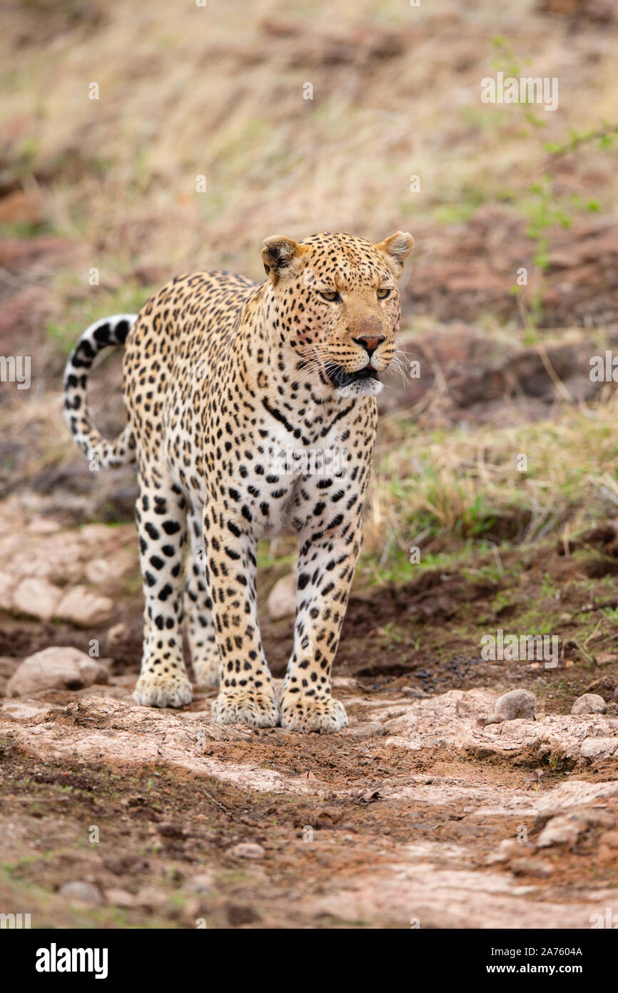 Male leopard hi-res stock photography and images - Alamy
