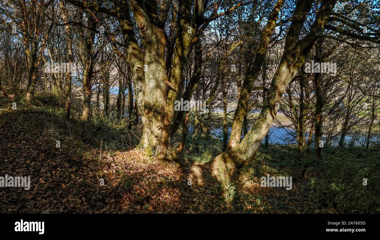 A panoramic view of trees in a woodland overlooking the Gannel Estuary ...