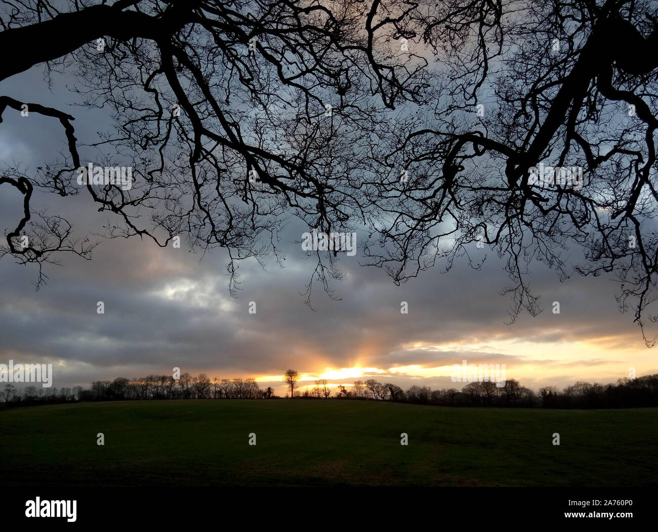 Colorful but creepy sunset with branches silhouette on the top of the ...
