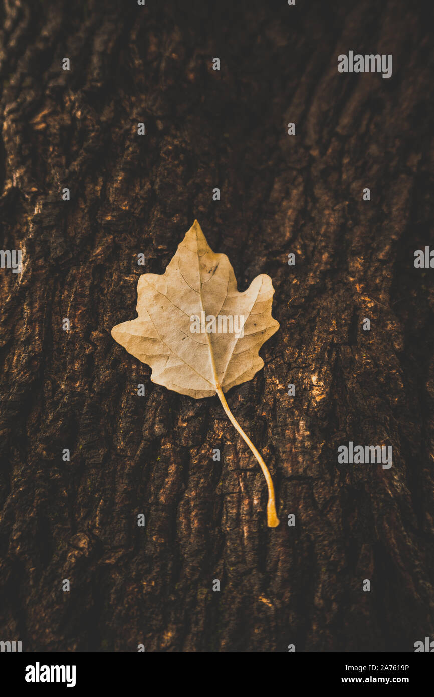 Pictures of a leaf and trees in autumm Stock Photo - Alamy