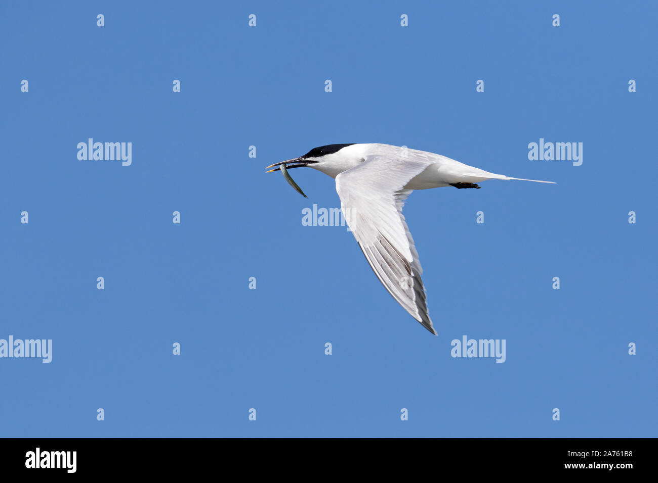 Sandwich tern (Thalasseus sandvicensis / Sterna sandvicensis) with fish ...