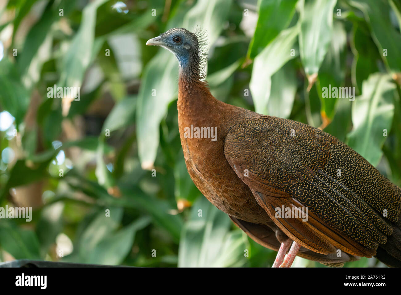 Argusfasan hi-res stock photography and images - Alamy
