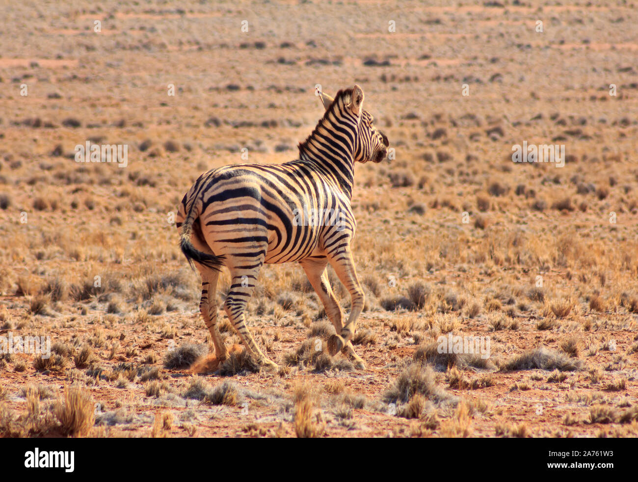 Zebra Running Away