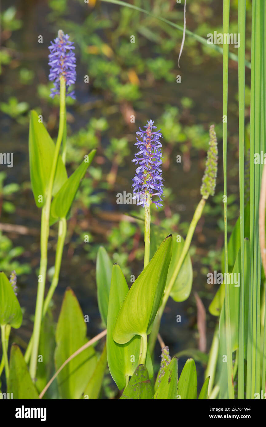 Pickerelweed High Resolution Stock Photography and Images - Alamy