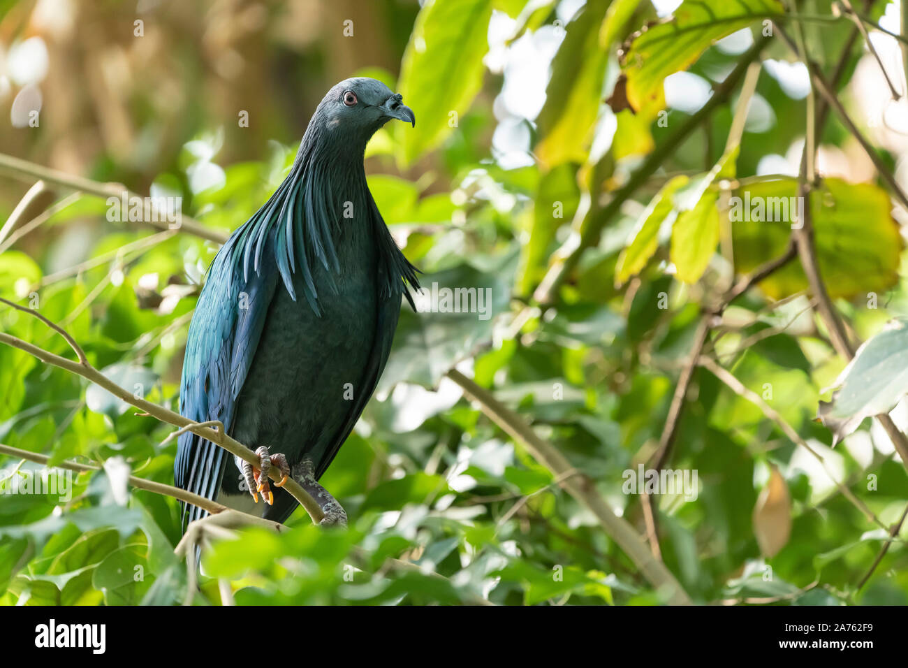 Nicobar pigeon flying hi-res stock photography and images - Alamy