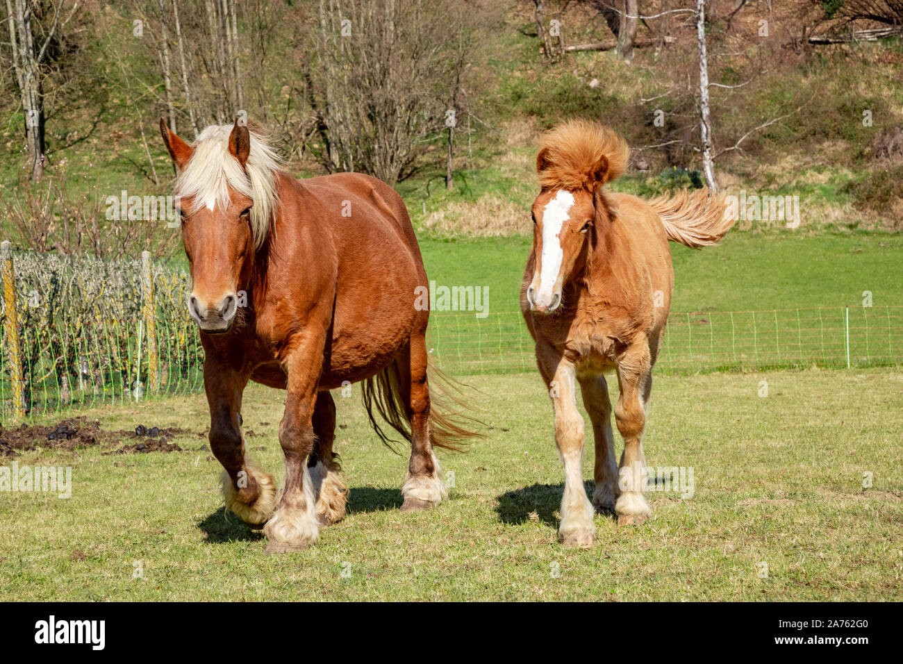 Foaling hi-res stock photography and images - Alamy