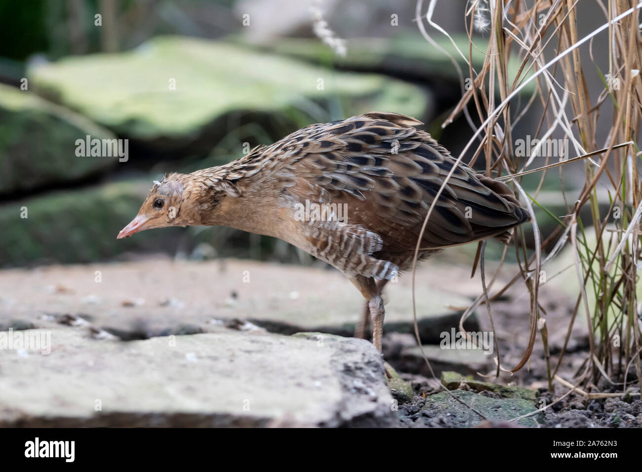 Corncrake flying hi-res stock photography and images - Alamy