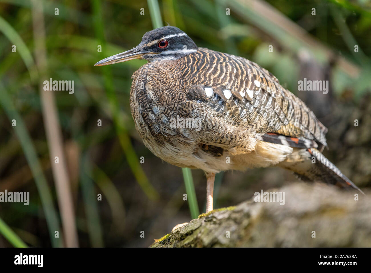 Sun bittern eurypyga helias hi-res stock photography and images - Alamy