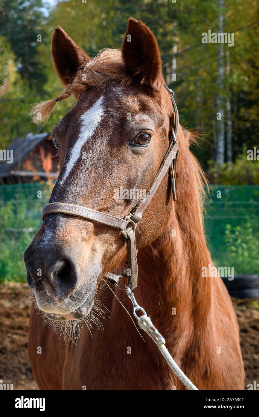 Chestnut farm hi-res stock photography and images - Alamy