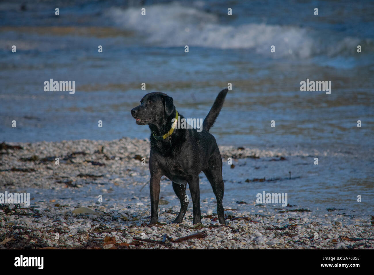 Black Labrador at the Beach Stock Photo - Alamy
