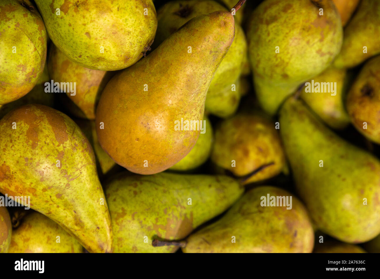 Many summer crispy delicious pears at background. Close-up view at ...