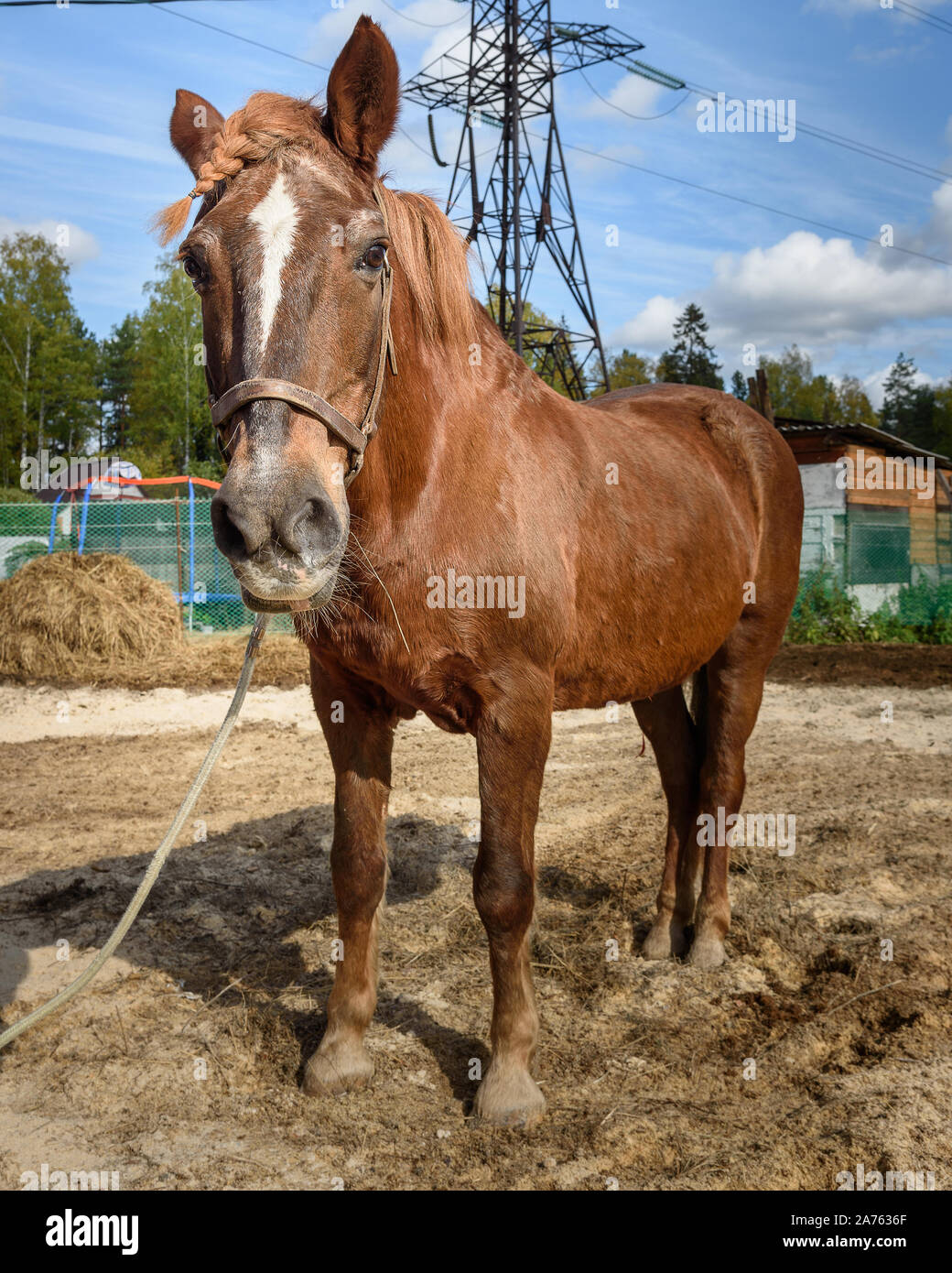 Pigtail farm hi-res stock photography and images - Alamy