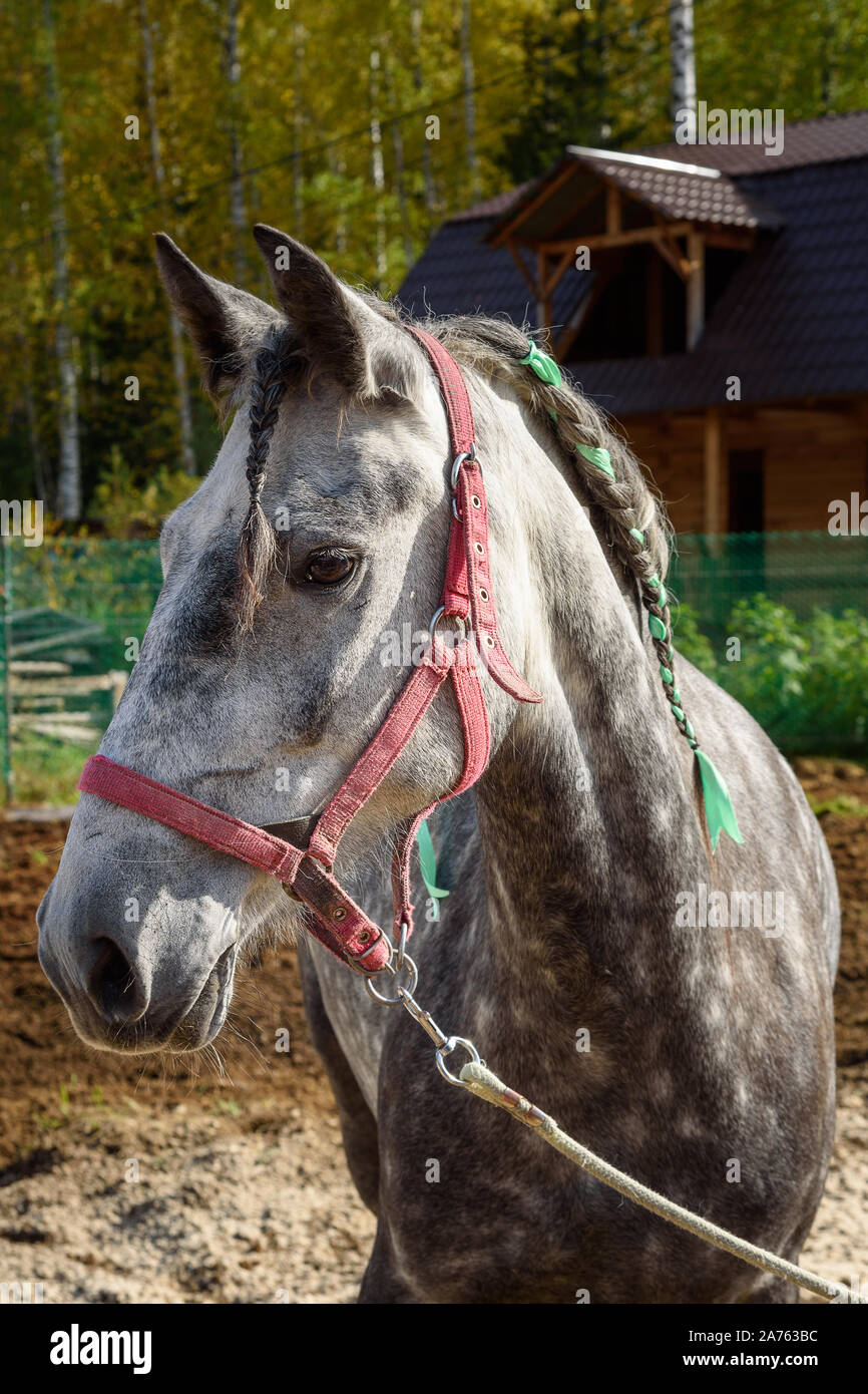 Elegant pigtails hi-res stock photography and images - Alamy