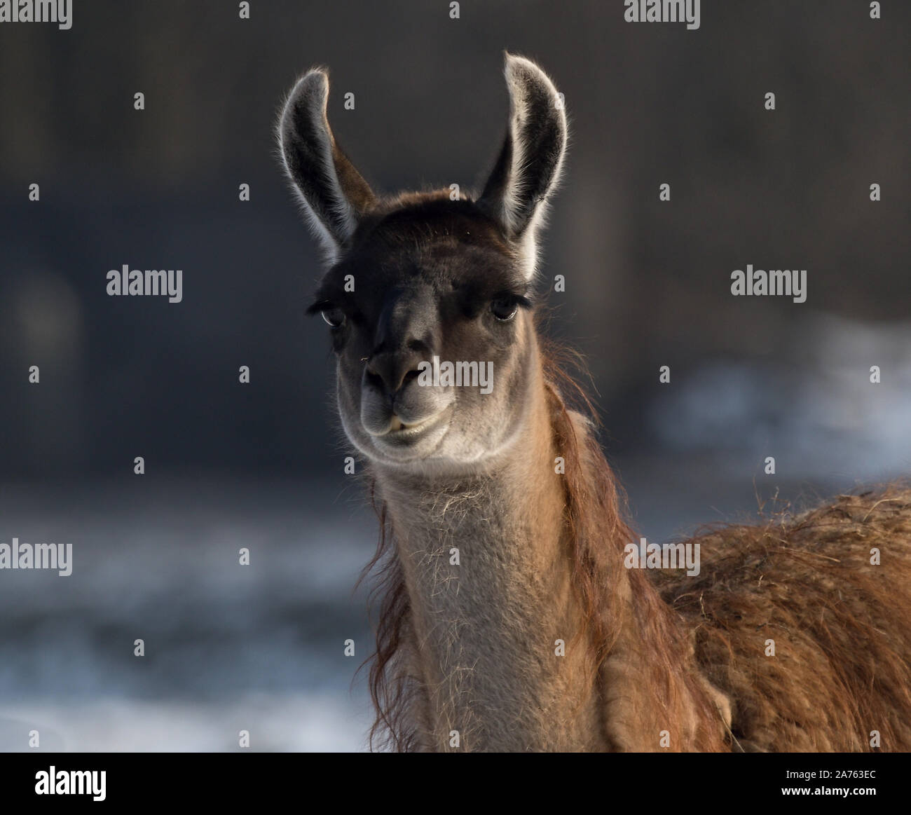 Llama head portrait hi-res stock photography and images - Alamy