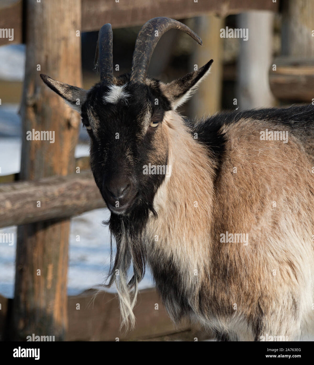 Goat eye hi-res stock photography and images - Alamy