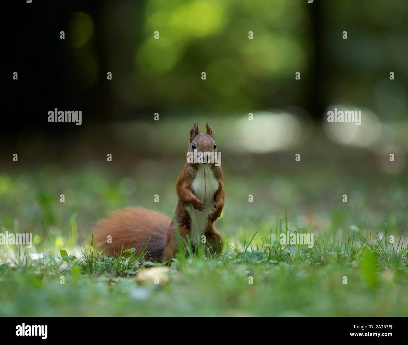 Two squirrel in tree hi-res stock photography and images - Alamy