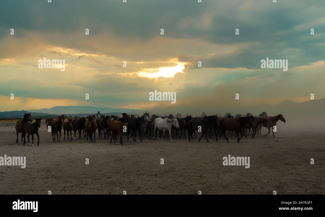 Western cowboy riding horses with in cloud of dust in the sunset Stock ...