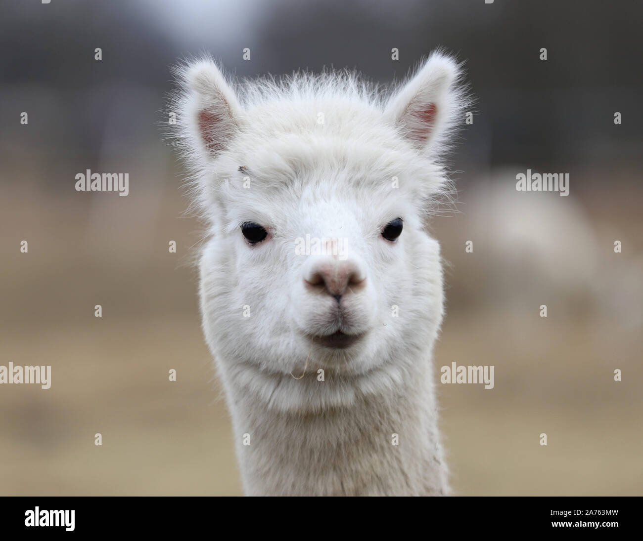 llama portrait, white face Stock Photo - Alamy
