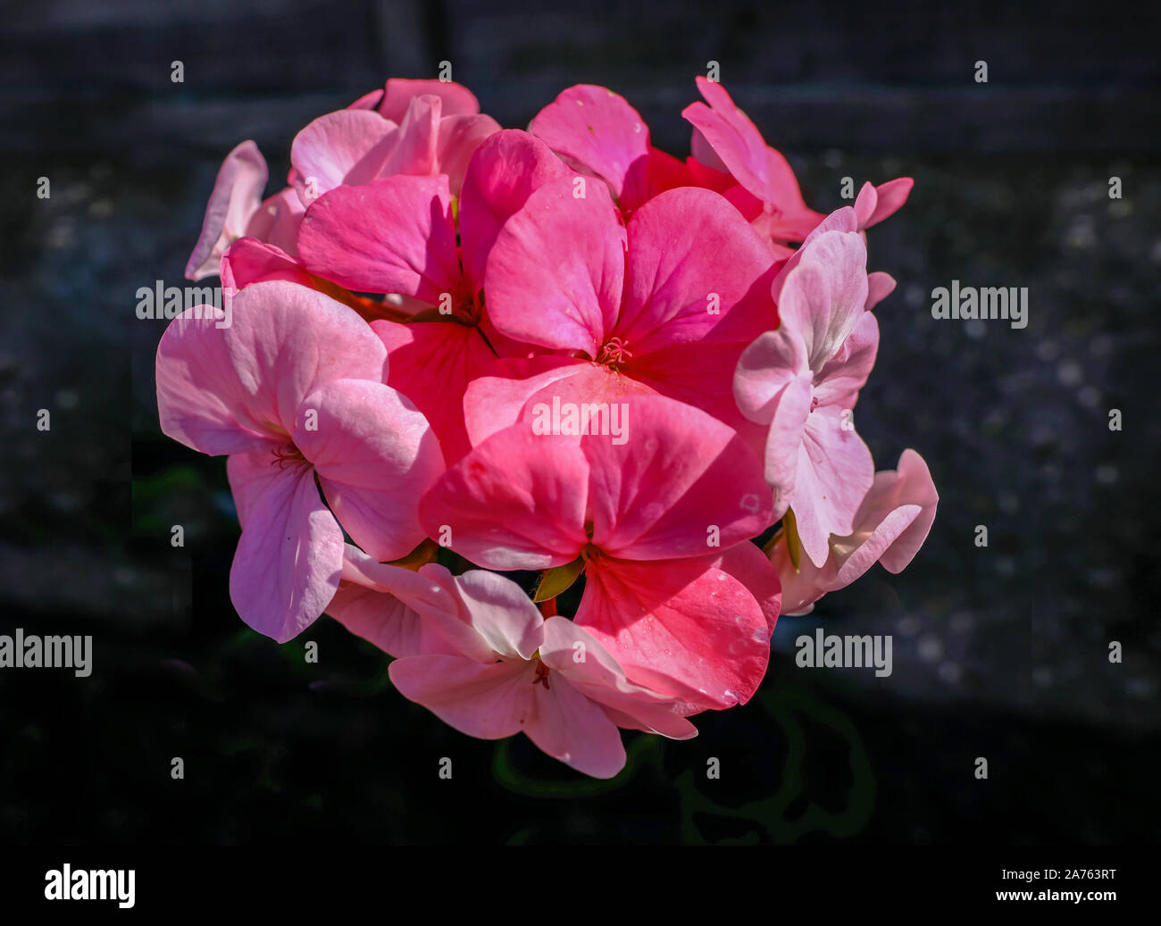 Single geranium head with pink flowers on a dark background that is ...