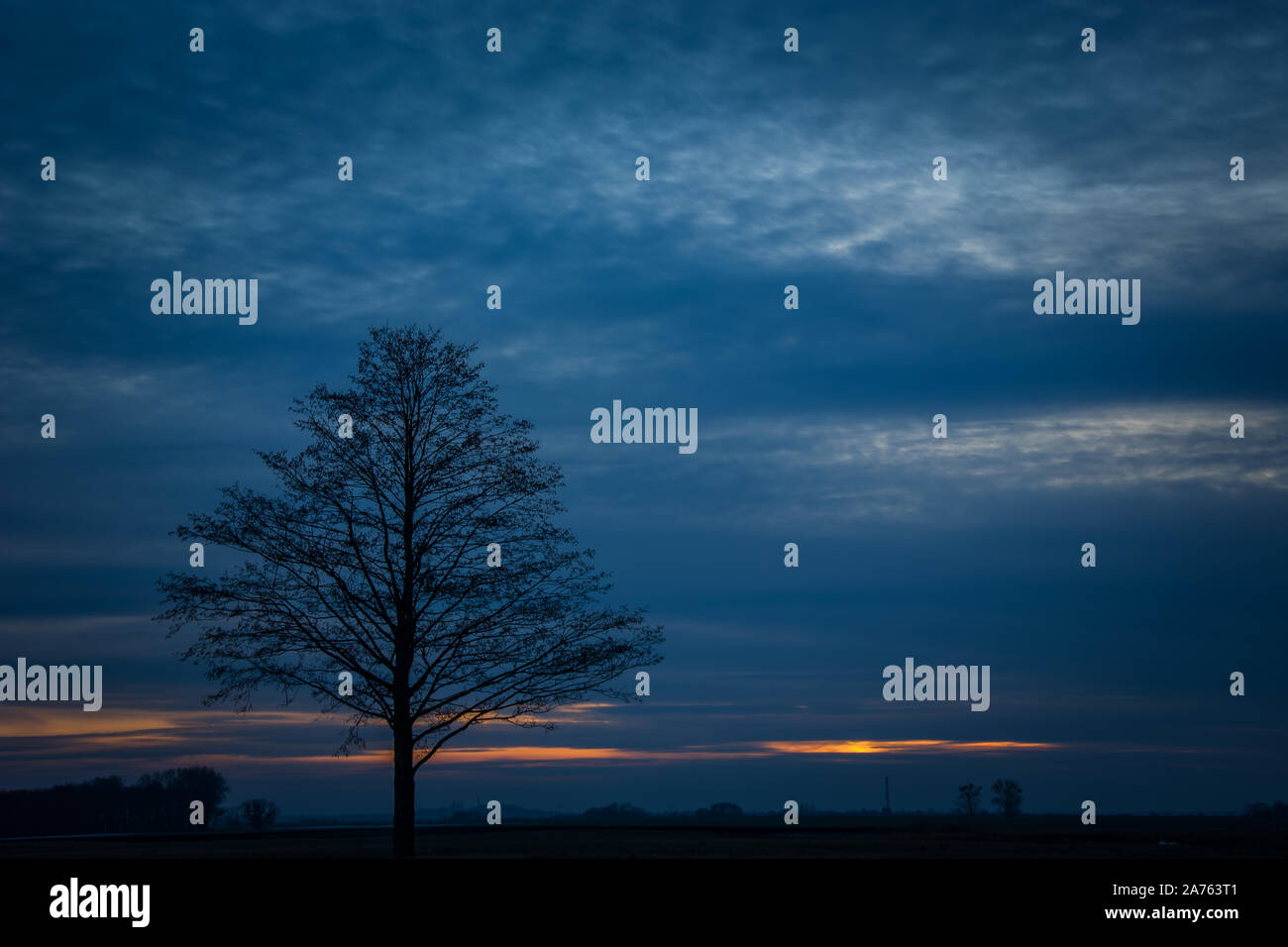 Tree without leaves against the background of the evening sky with ...