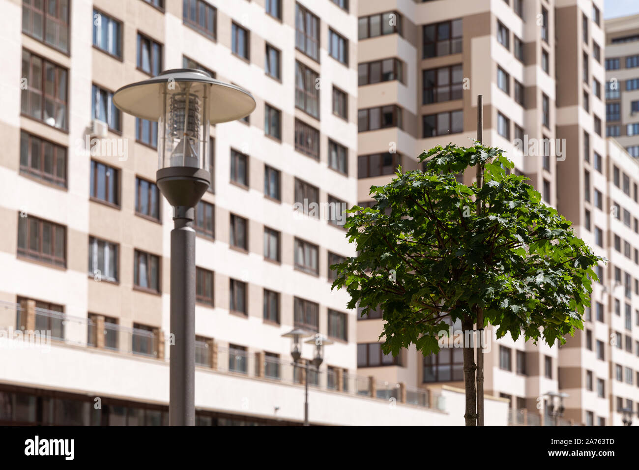 Young maple tree with green leaves and gray metal street lantern ...