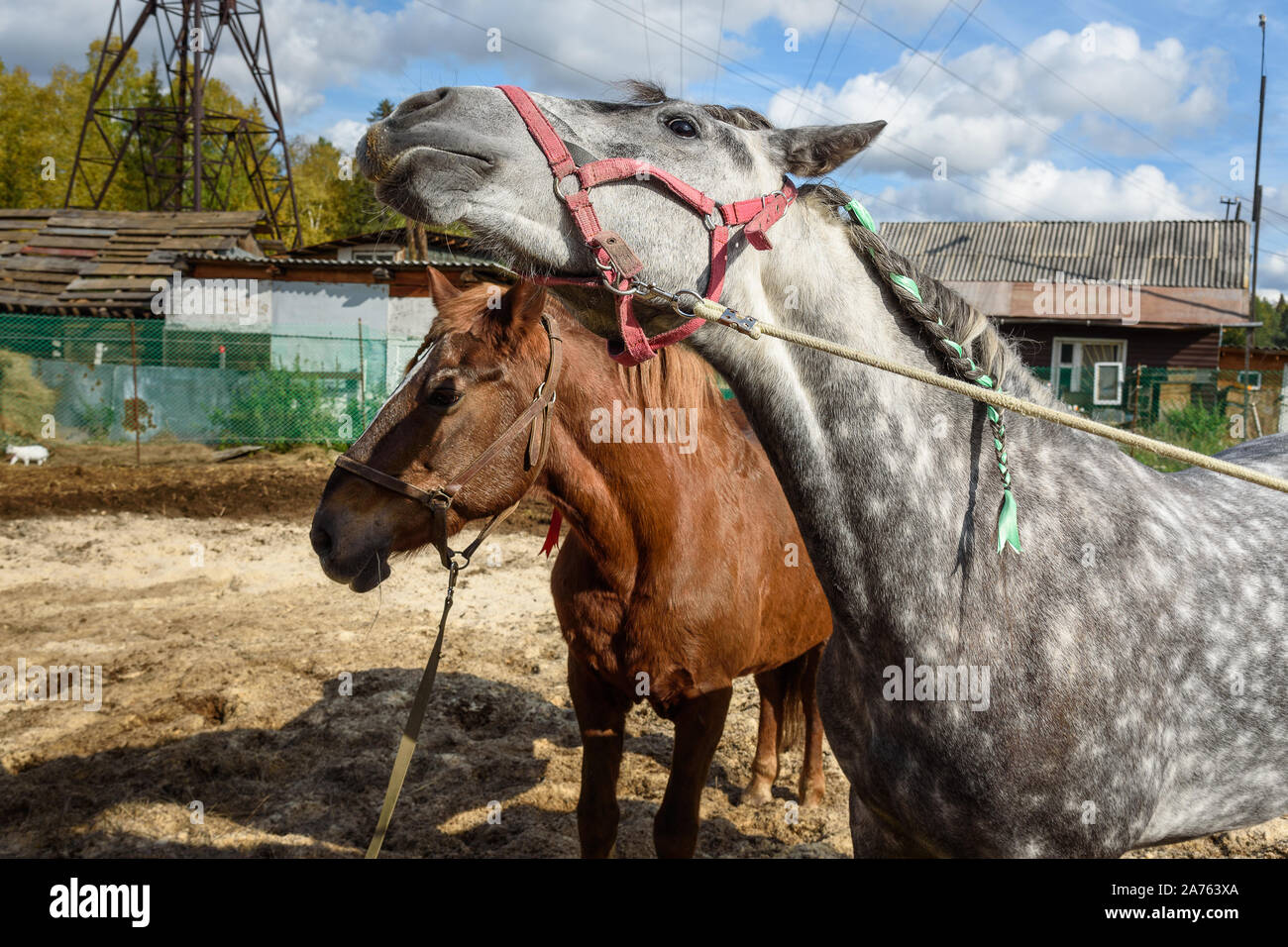 Dappled gray stallion hi-res stock photography and images - Alamy
