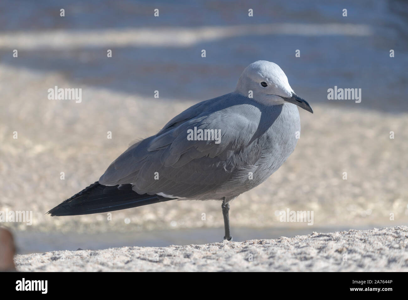 Grey gull leucophaeus modestus hi-res stock photography and images - Alamy